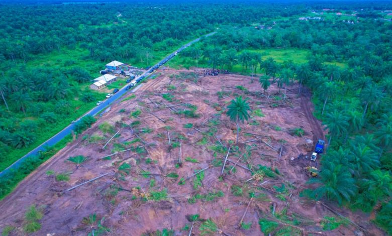 IBOM MODEL FARM – Agric Investment Directorate